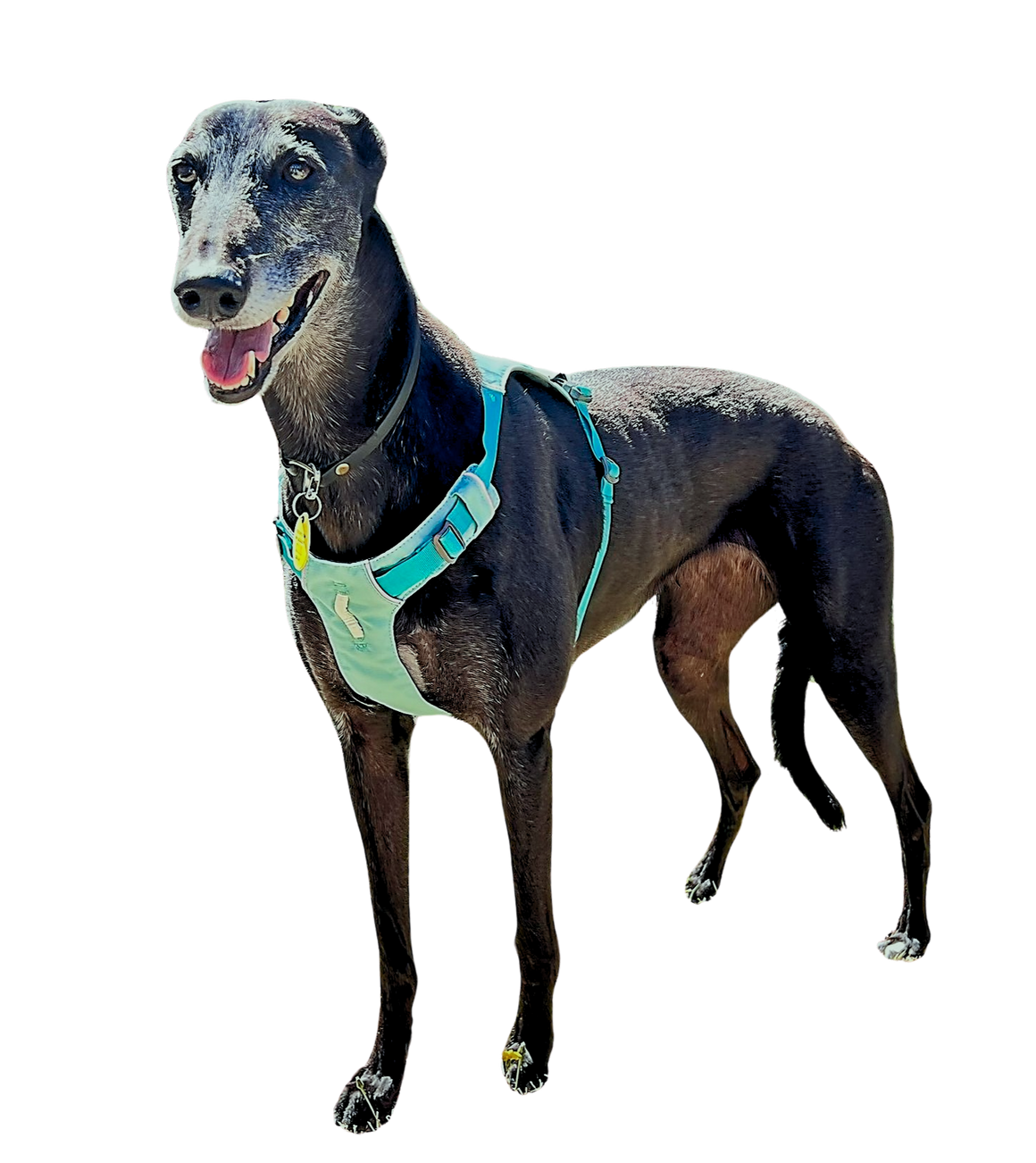 Ruffwear Dog Harness – Greyt-Stuff NZ